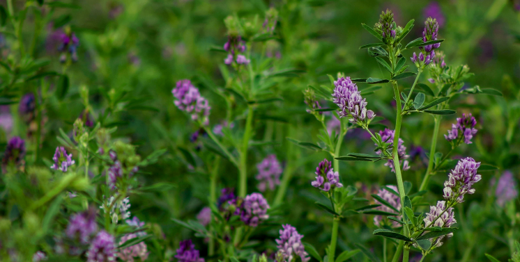Alfalfa Products | Botanical Remedies