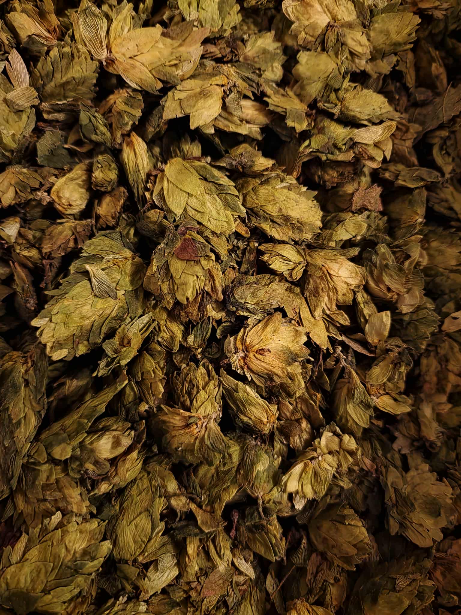 Hops cones loose herbal tea (Humulus lupulus)